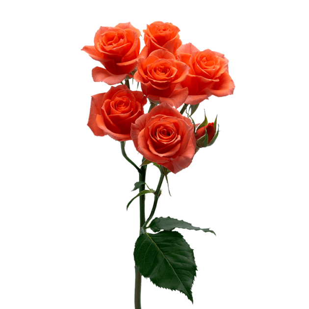 Catalog - Alma - Spray Roses