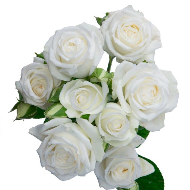Alma White - Alma - Spray Roses