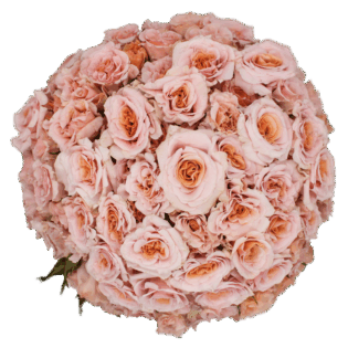 Be Loving - Alma - Spray Roses