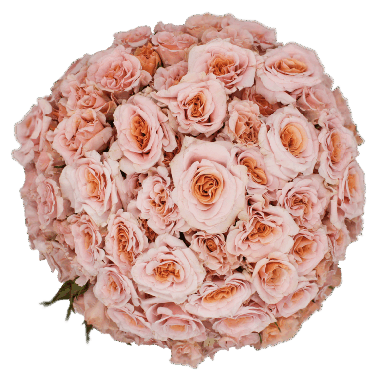 Be Loving - Alma - Spray Roses