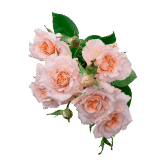 Be Loving - Alma - Spray Roses