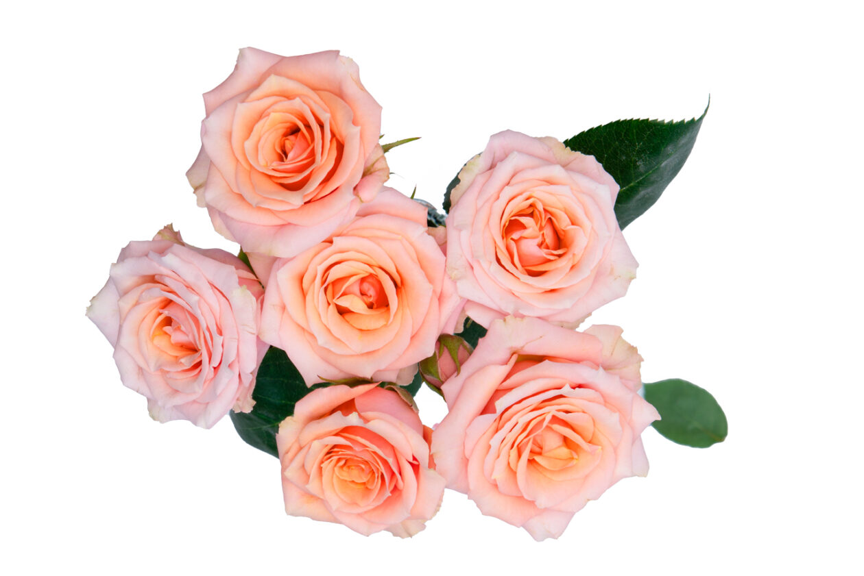 Baby Rosever - Alma - Spray Roses