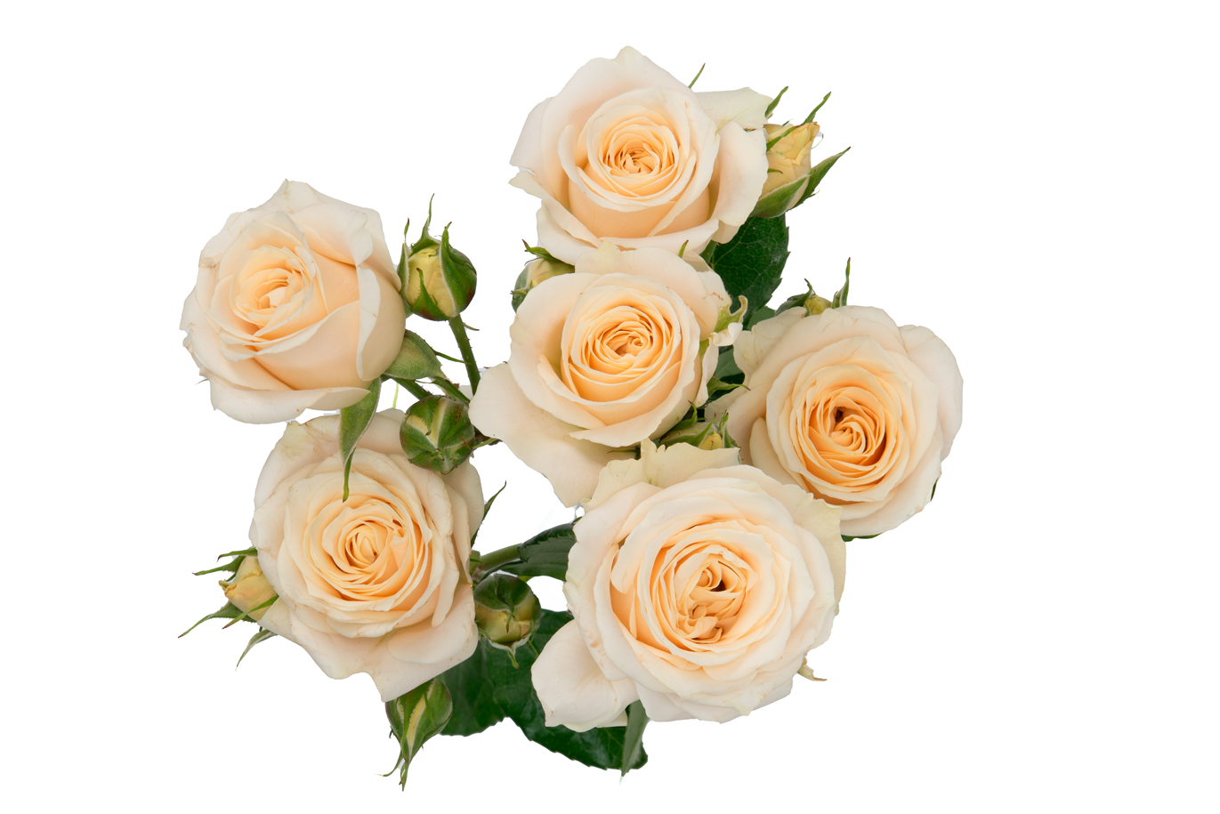 Bali - Alma - Spray Roses