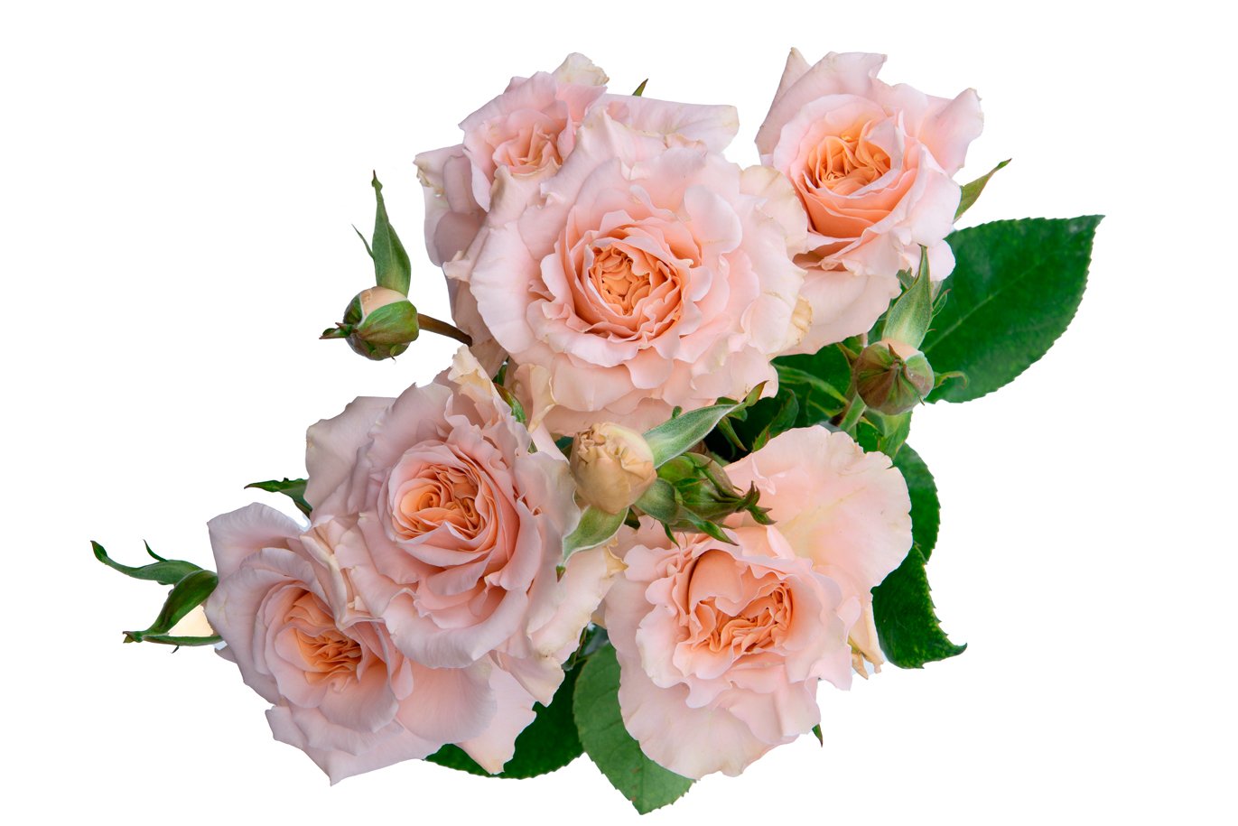 Be Loving - Alma - Spray Roses