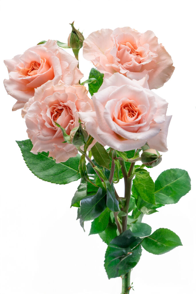 Be Loving - Alma - Spray Roses