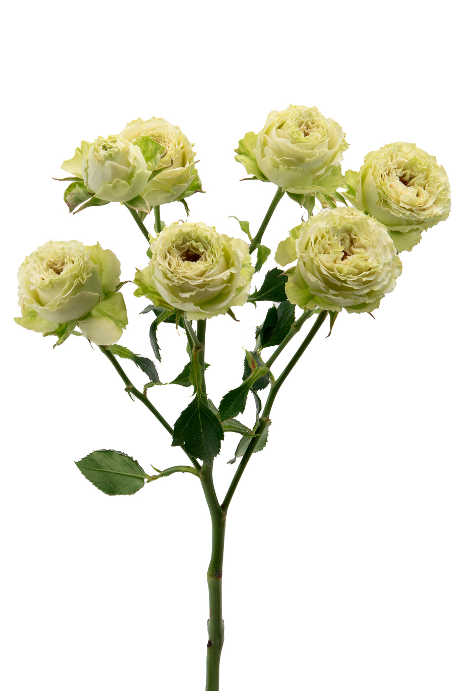 Be Strong - Alma - Spray Roses