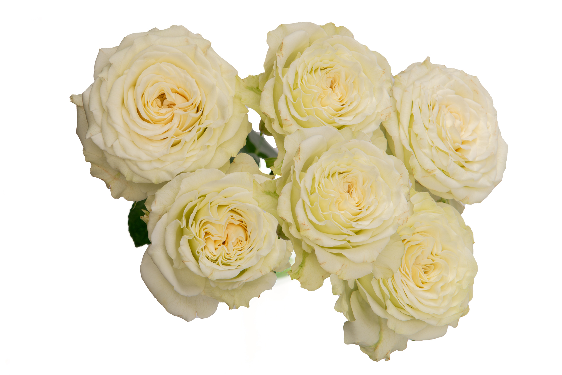 Be Loyal - Alma - Spray Roses