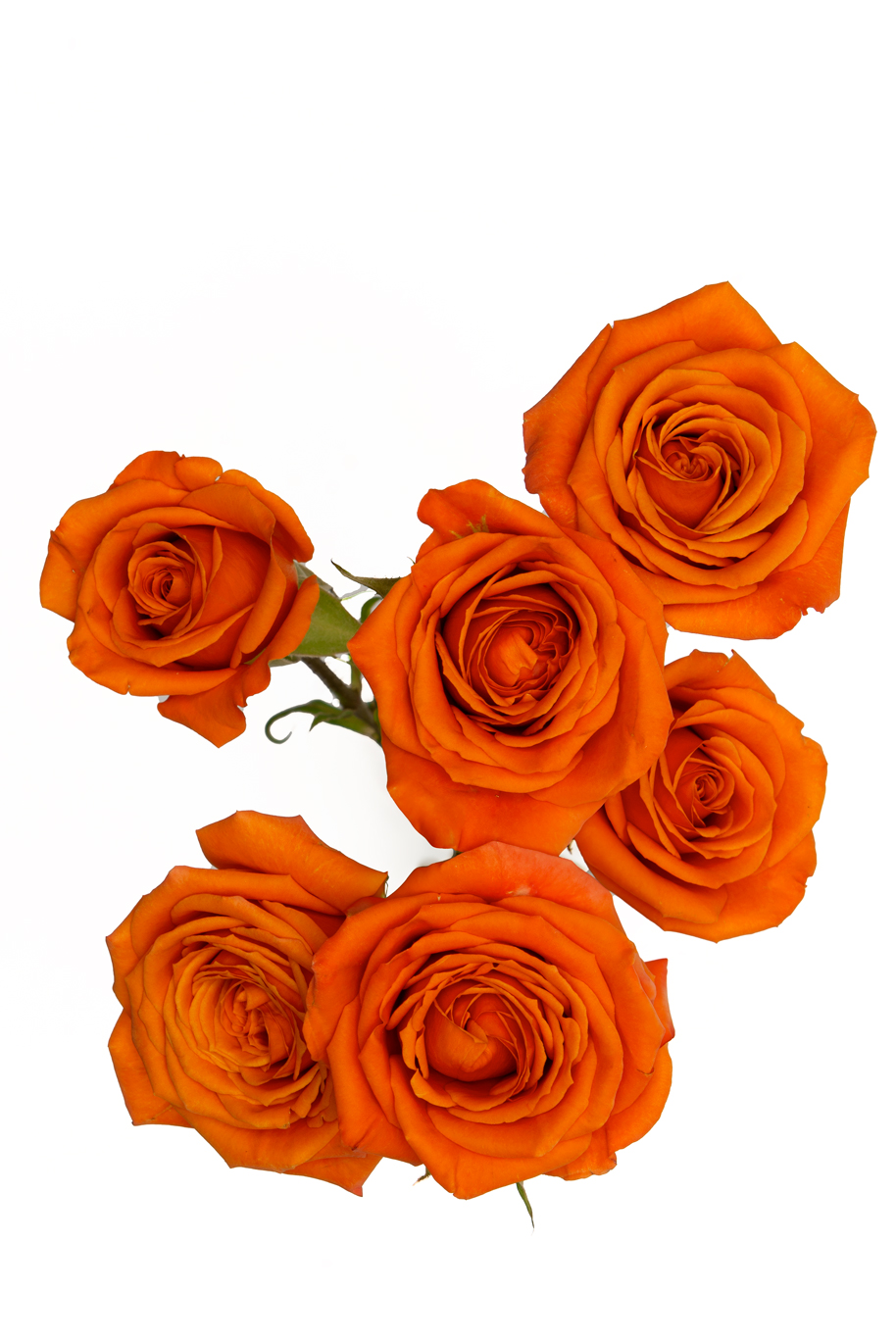 Bright Sensation - Alma - Spray Roses