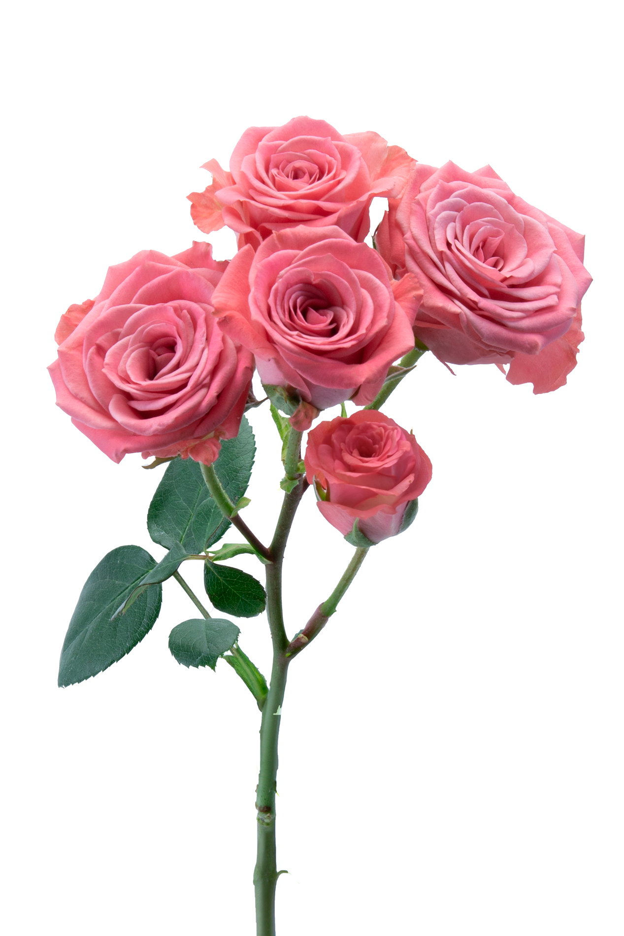 Brilliant Stars Scorpio - Alma - Spray Roses