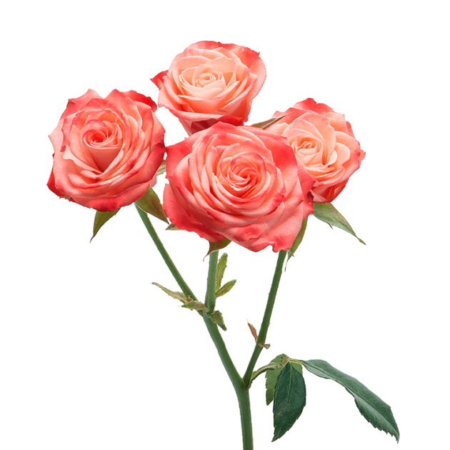 Fibonacci Spiral - Alma - Spray Roses