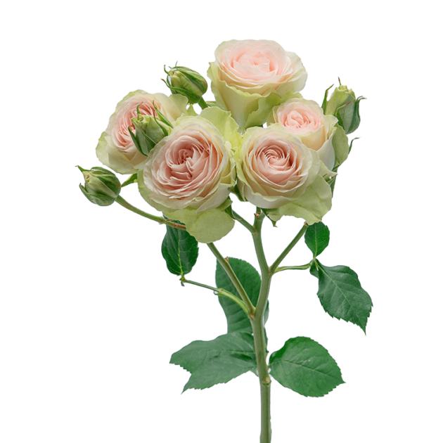 Fibonacci Yantra - Alma - Spray Roses