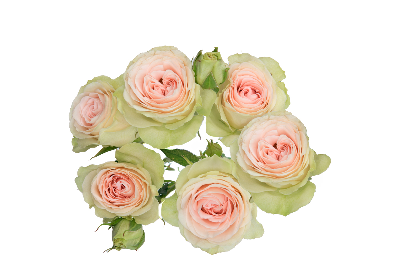 Fibonacci Yantra - Alma - Spray Roses