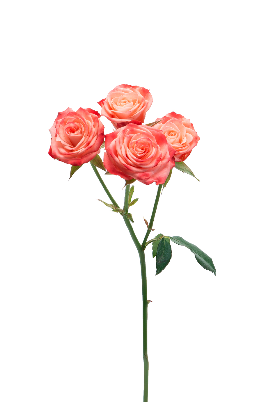 Fibonacci Spiral - Alma - Spray Roses