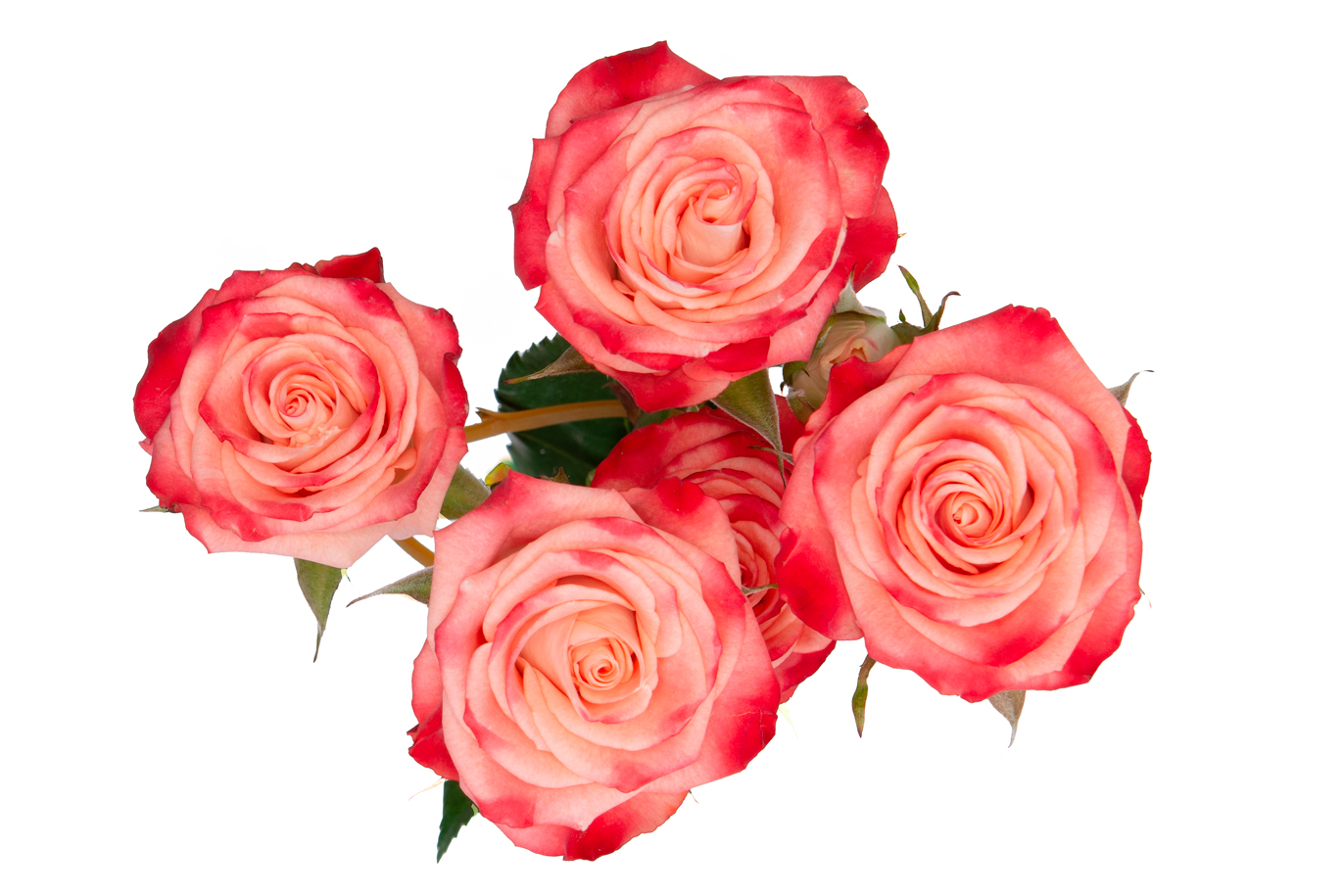 Fibonacci Spiral - Alma - Spray Roses