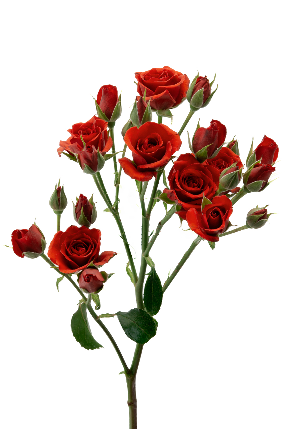 Fire King - Alma - Spray Roses
