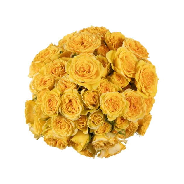 Brilliant Stars Leo - Alma - Spray Roses