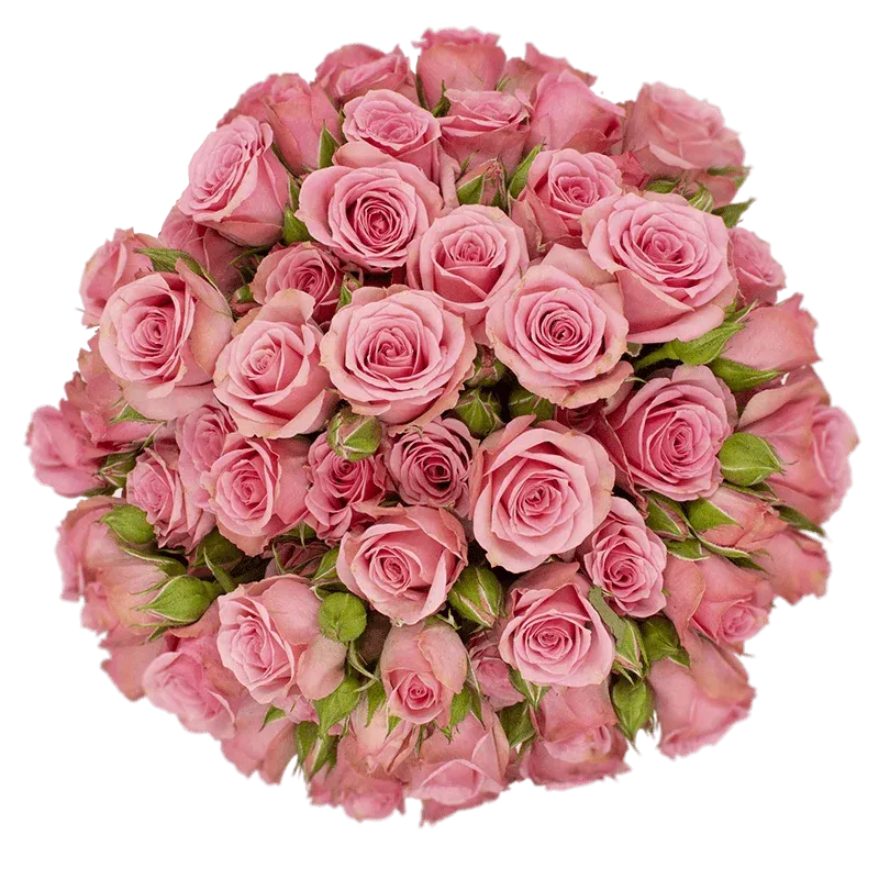 Lydia - Alma - Spray Roses