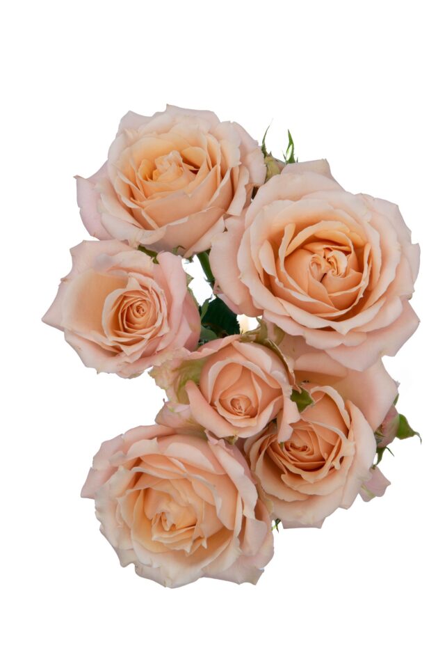 Sahara sensation - Alma - Spray Roses