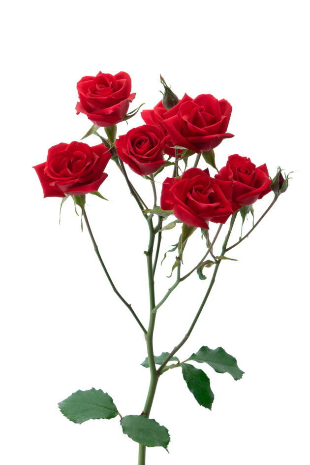 Scarlet Mimi - Alma - Spray Roses