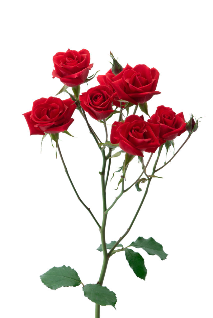 Scarlet Mimi - Alma - Spray Roses