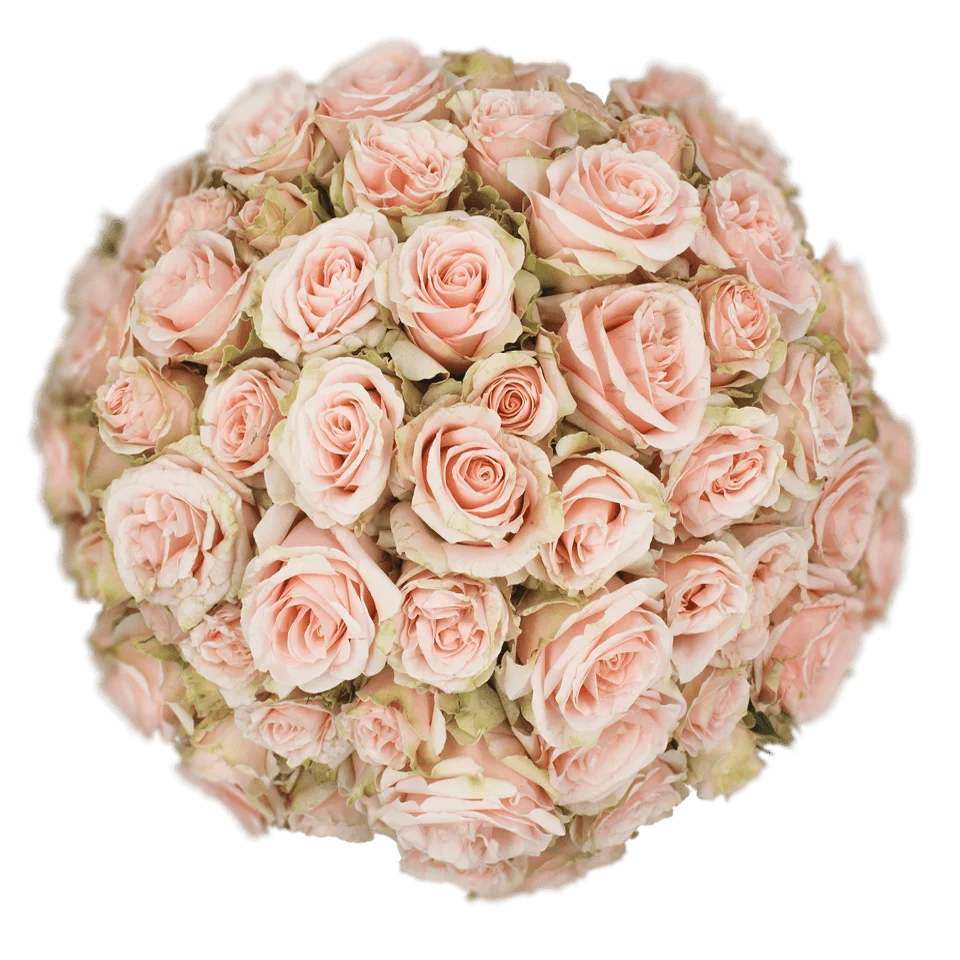 Alma Rose Wedding