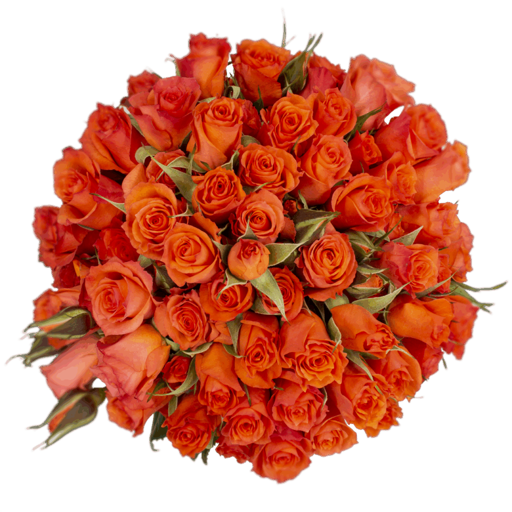 Alegria - Alma - Spray Roses