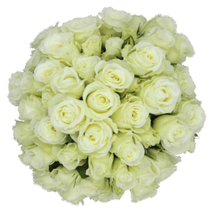 Catalog - Alma - Spray Roses