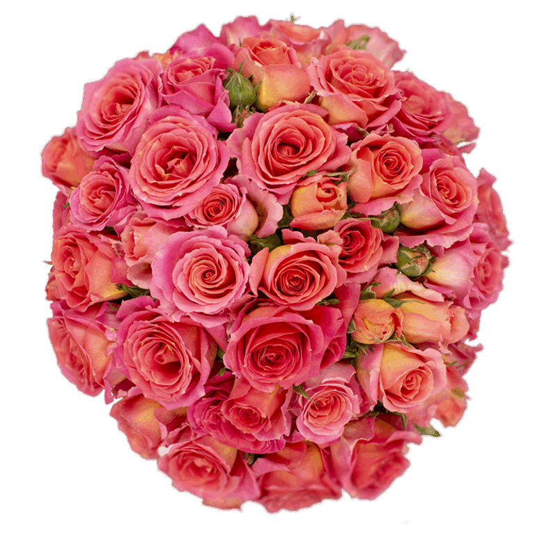 Products – Alma – Spray Roses
