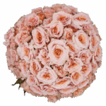 Be Loving – Alma – Spray Roses