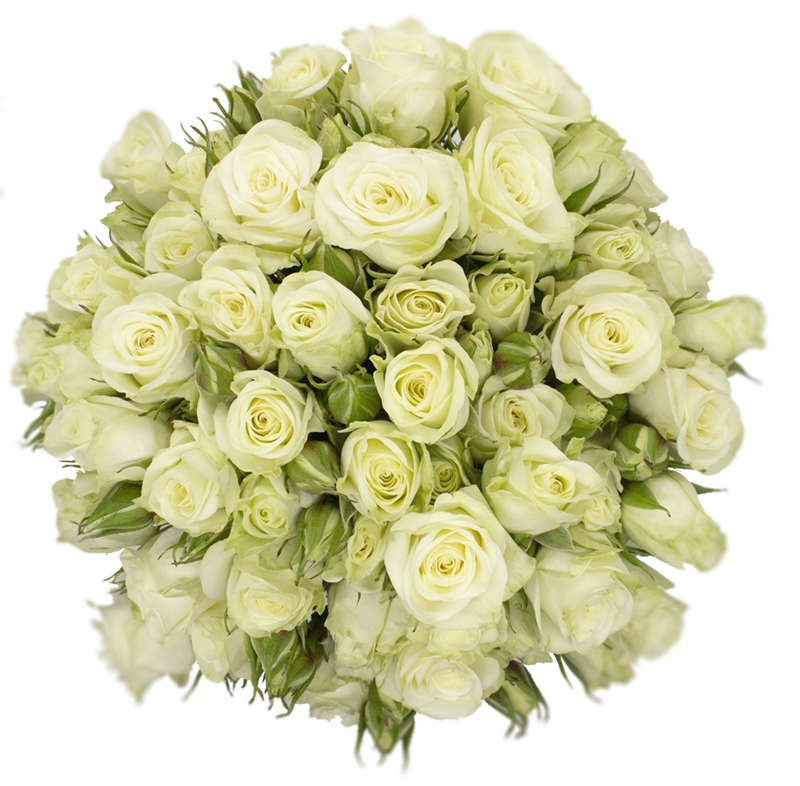 Floreana – Alma – Spray Roses