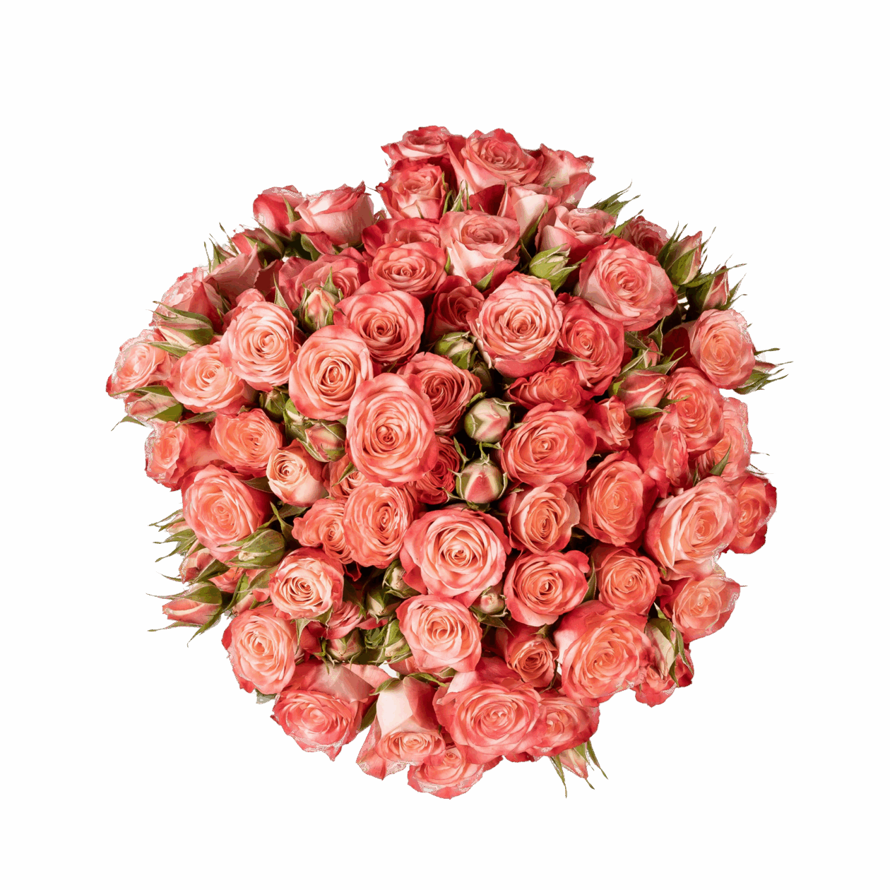 Fibonacci Spiral – Alma – Spray Roses