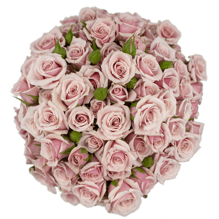 Majolica - Alma - Spray Roses