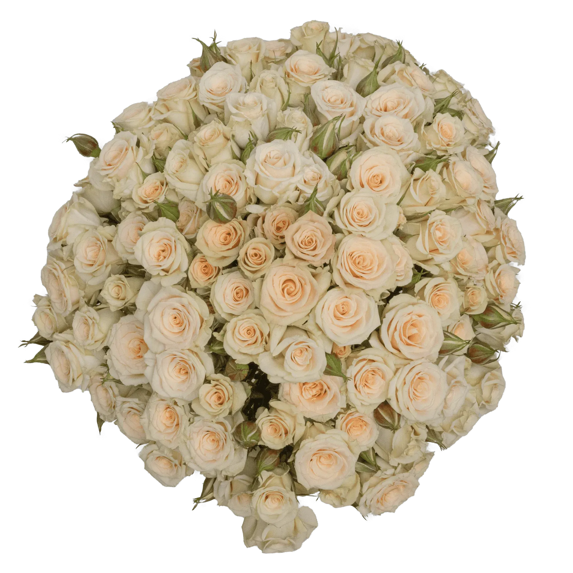 Creta - Alma - Spray Roses