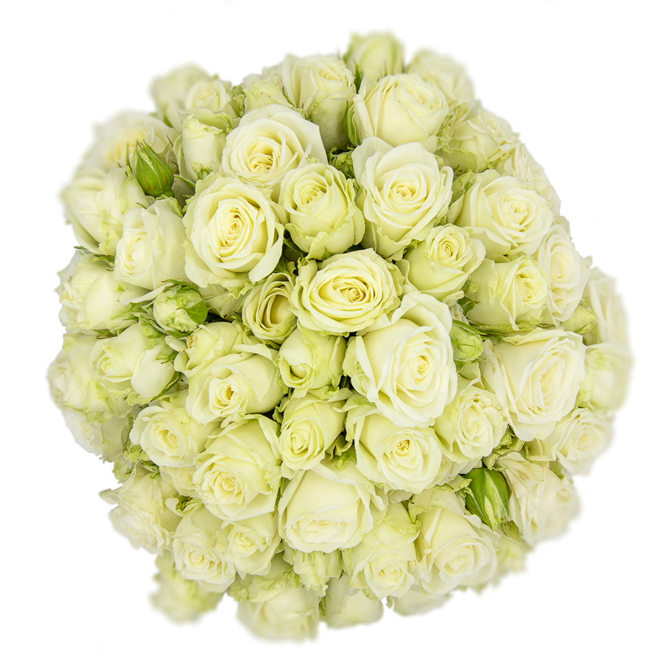 Sweet Dreams Alma Spray Roses Sweet Dreams Alma Spray Roses