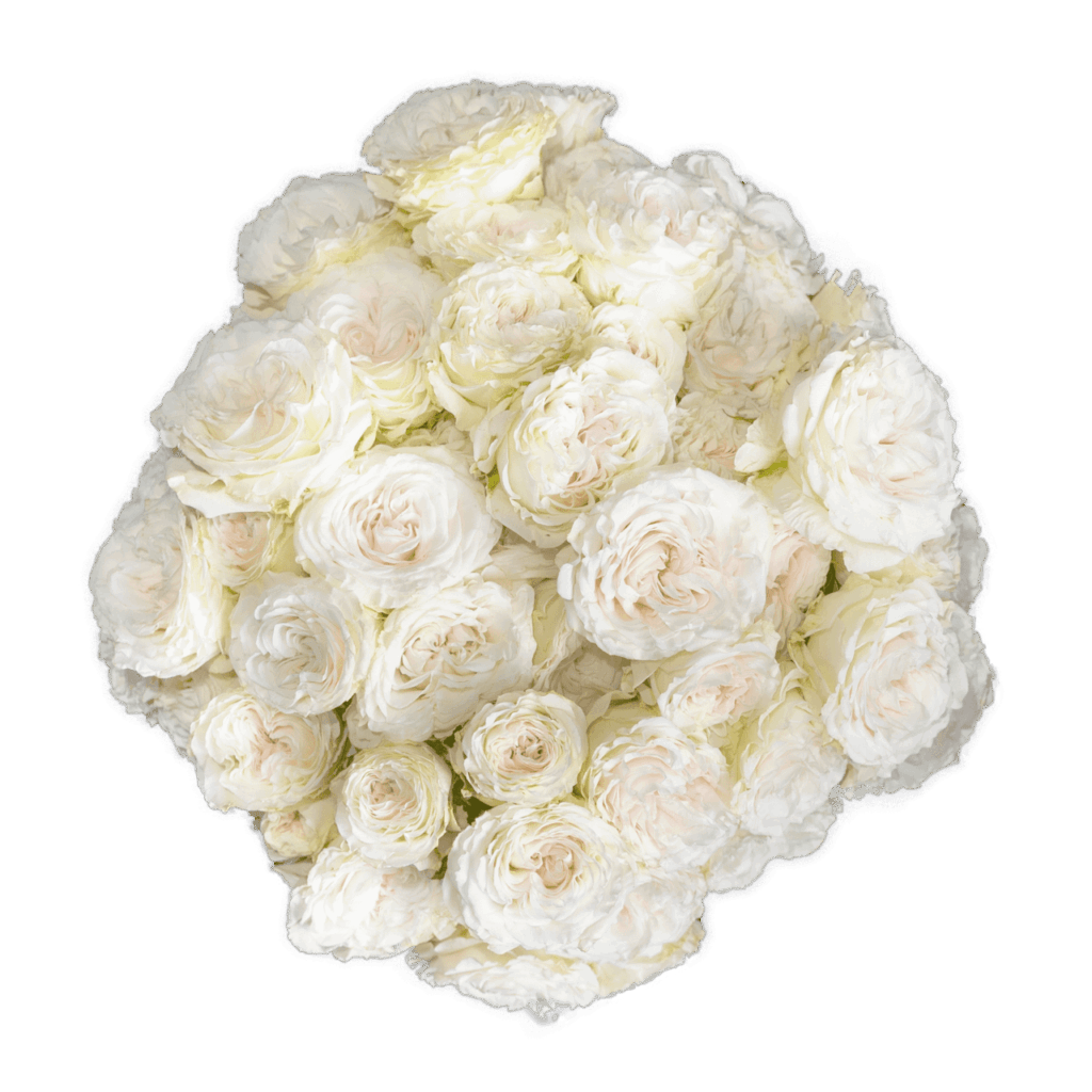 Shop – Alma – Spray Roses