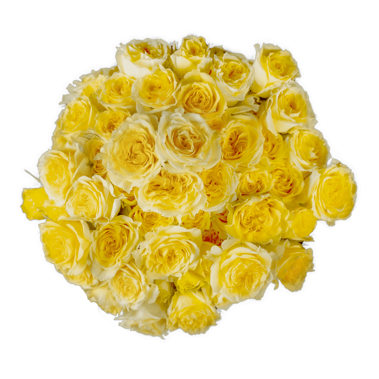 Fibonacci Gioconda – Alma – Spray Roses