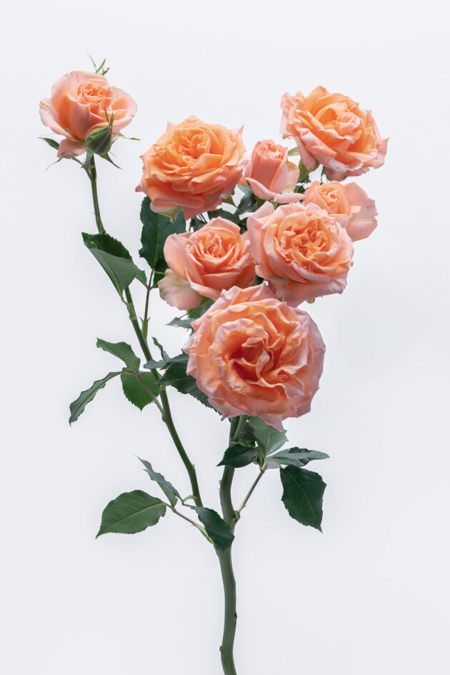 Fibonacci Aureus - Alma - Spray Roses