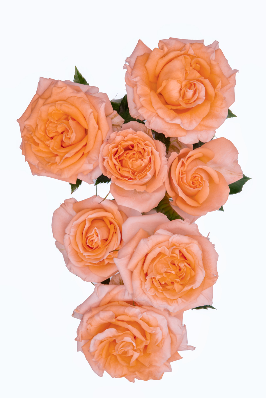 Fibonacci Aureus - Alma - Spray Roses