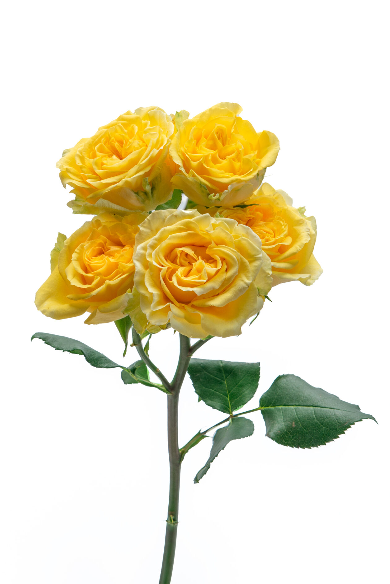 Fibonacci Gioconda - Alma - Spray Roses