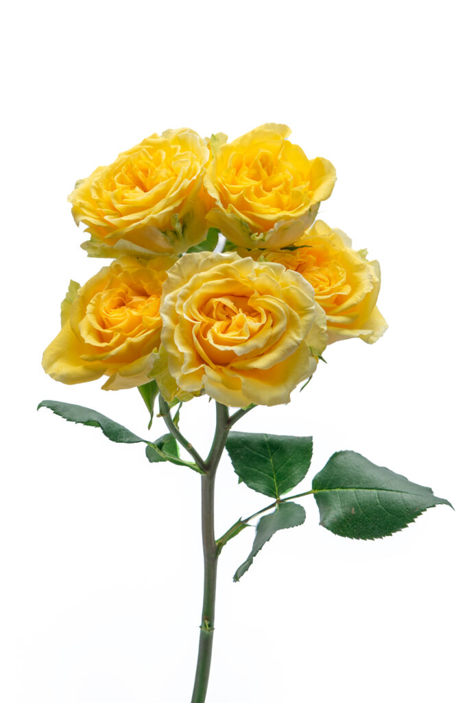 Fibonacci Gioconda - Alma - Spray Roses