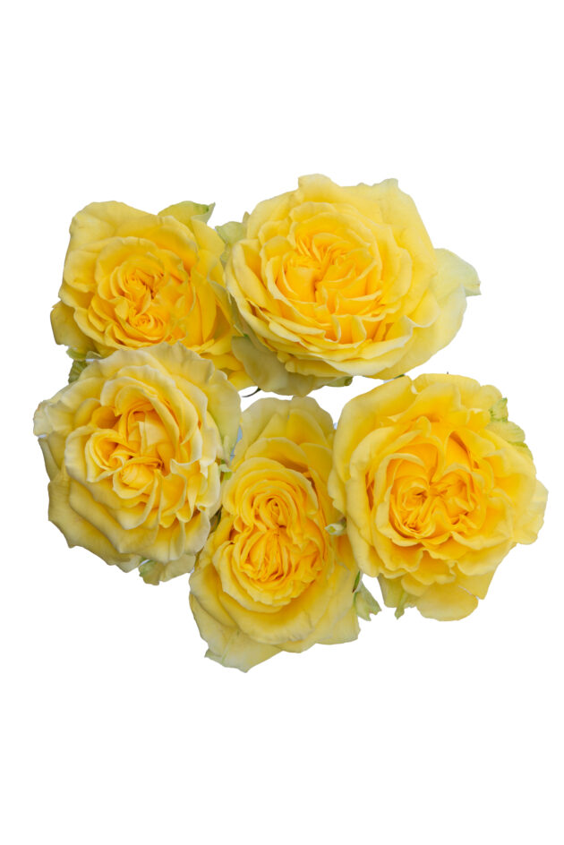 Fibonacci Gioconda - Alma - Spray Roses