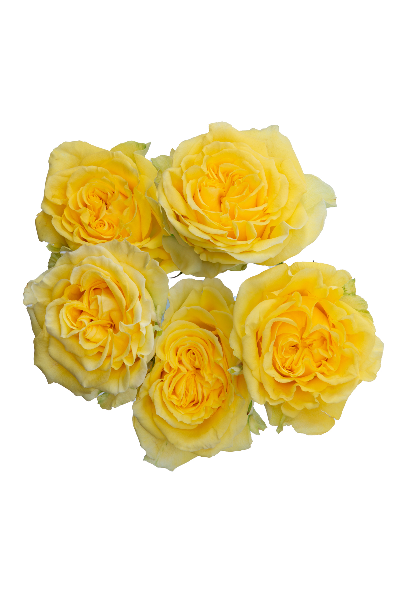 Fibonacci Gioconda - Alma - Spray Roses