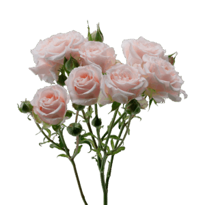 Home | Alma - Spray Roses
