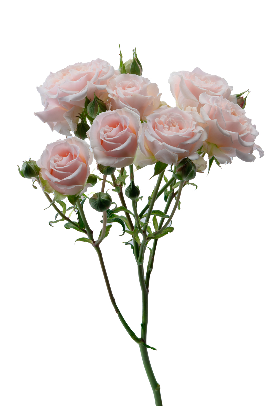 Wedding Rosever - Alma - Spray Roses