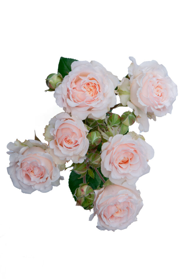 Wedding Rosever - Alma - Spray Roses