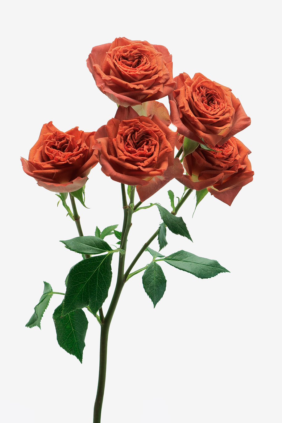 Alma coffee - Alma - Spray Roses