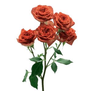 Home | Alma - Spray Roses