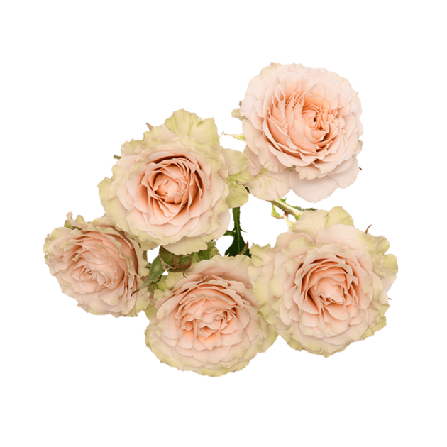 Be amazing - Alma - Spray Roses