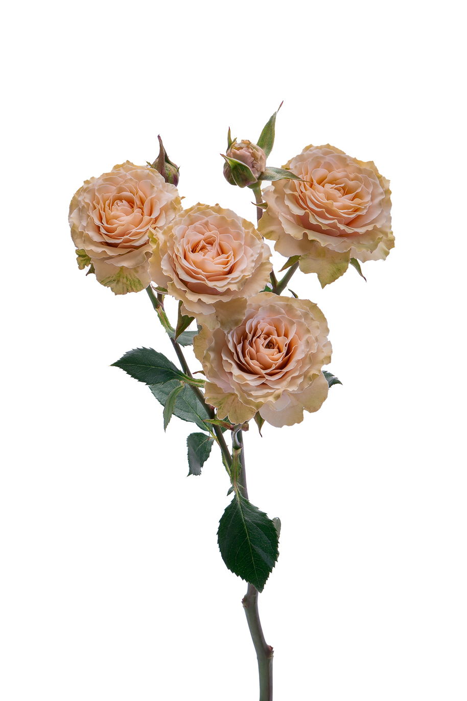 Be amazing - Alma - Spray Roses