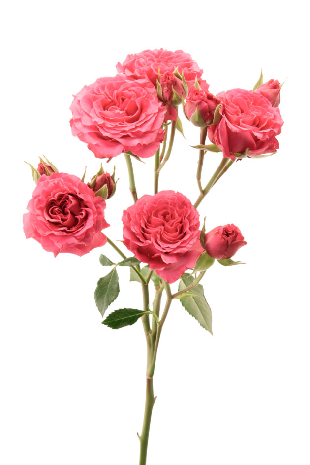 Alina - Alma - Spray Roses